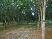 Tropical Tree Crops Consultancy Consultancy services for sustainable ...